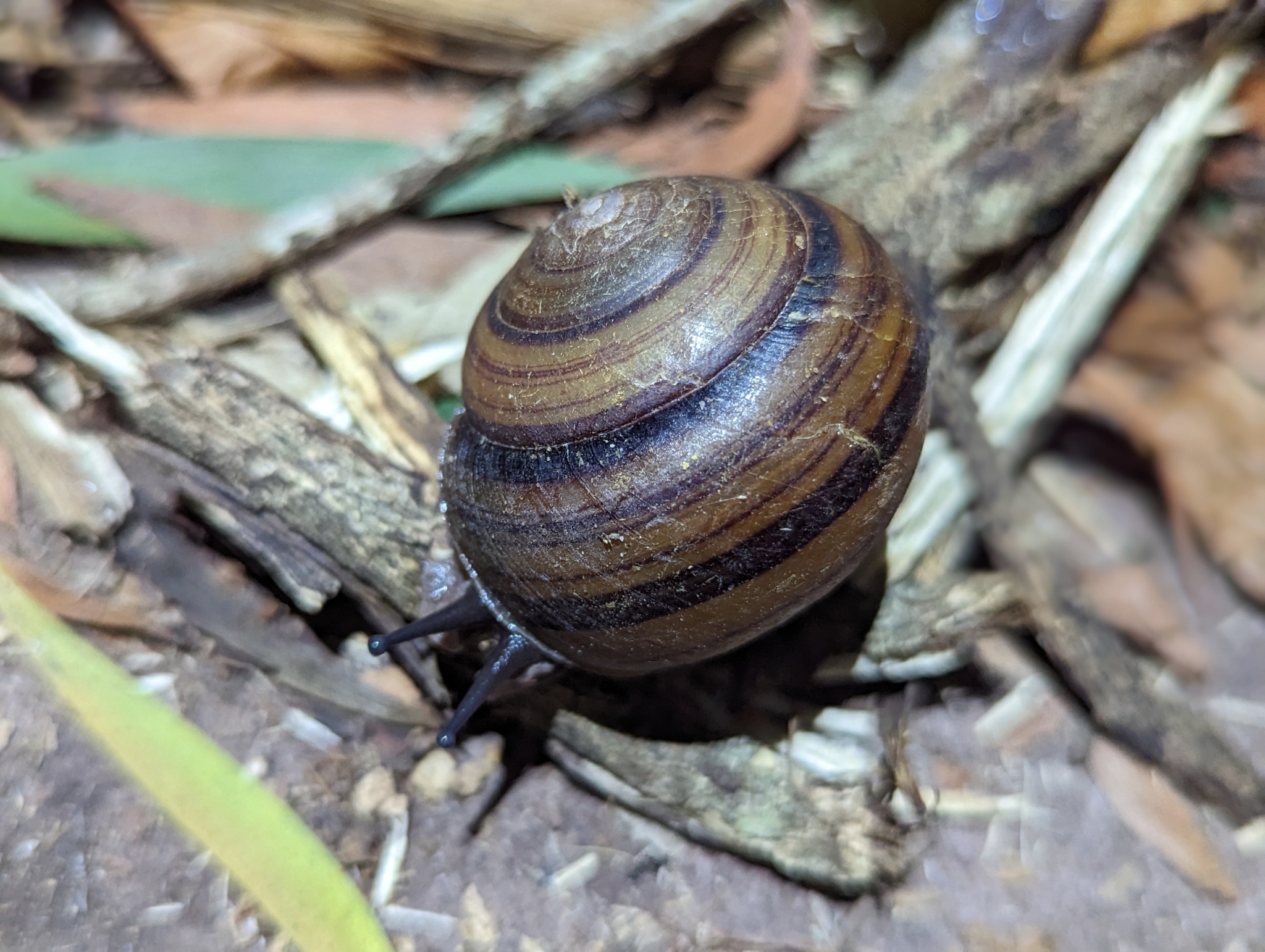 Sphaerospira Mörch, 1867