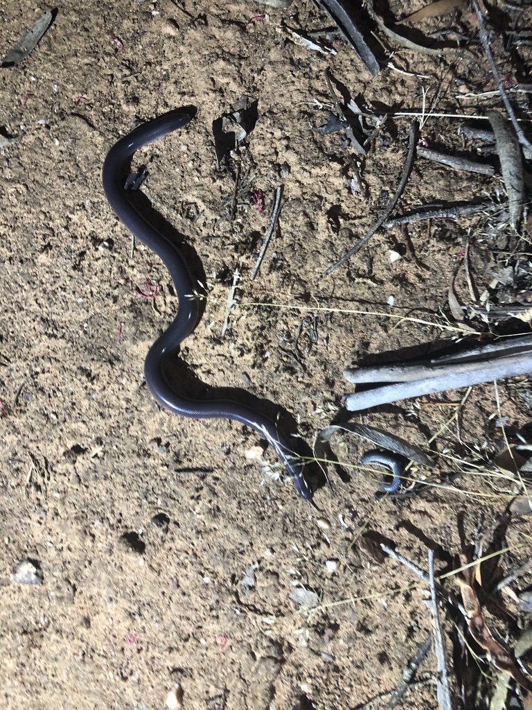 Dark-spined Blind Snake from Lavender Federation Trl, Monarto, SA, AU on January 27, 2023 at 10: ...