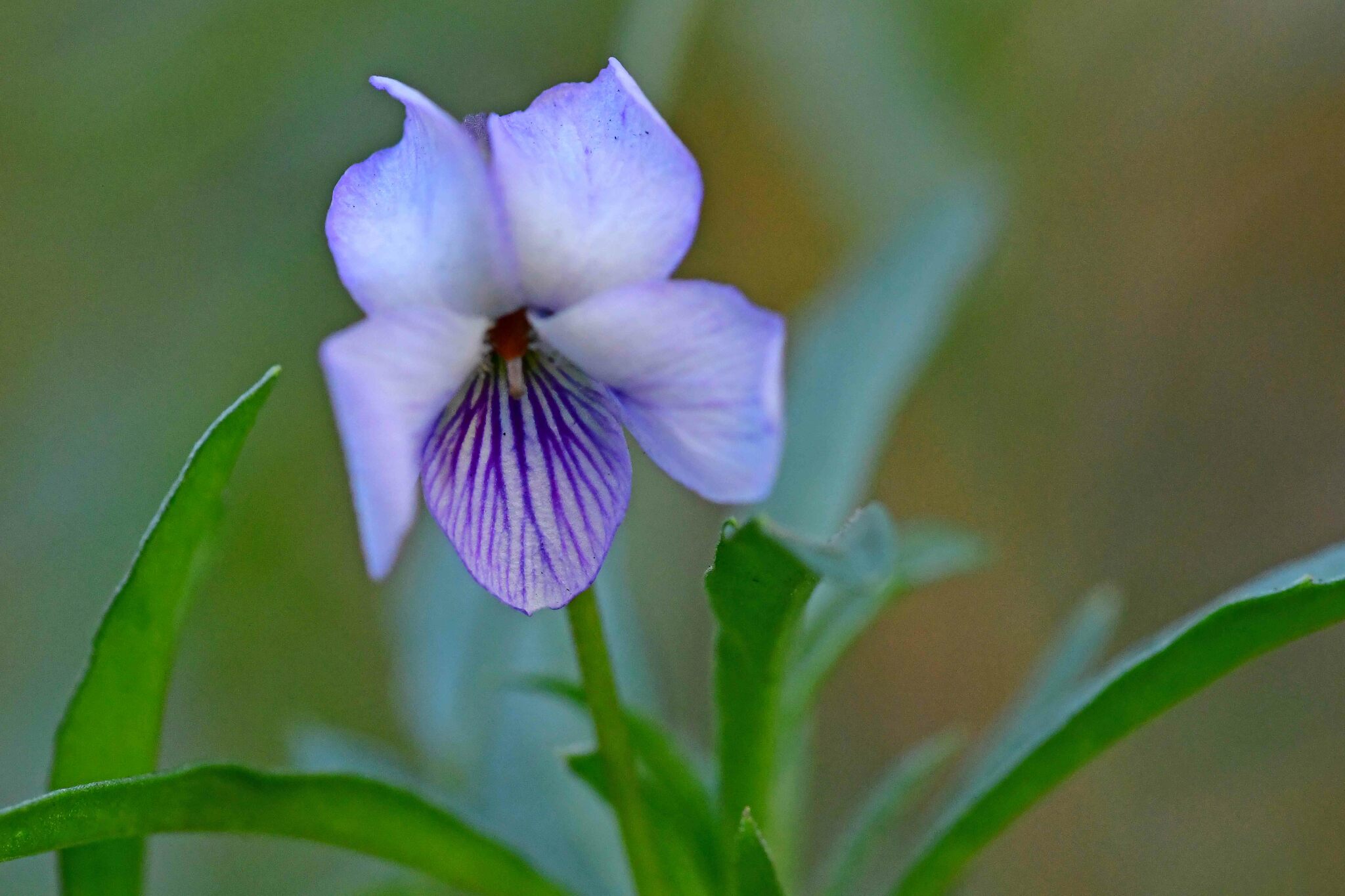 Viola arborescens L.