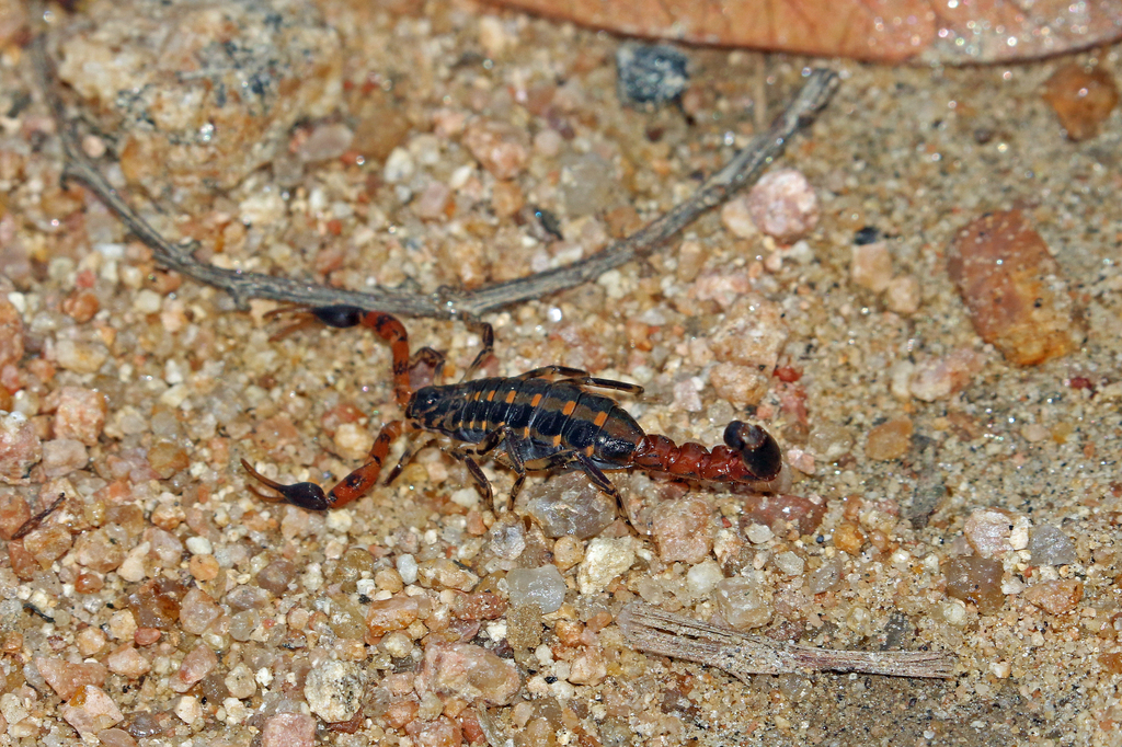 Painted Lesser-Thicktail Scorpion from Ugu District Municipality, South ...