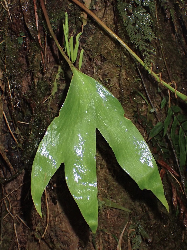 hand fern in January 2023 by ulsterbotany · iNaturalist