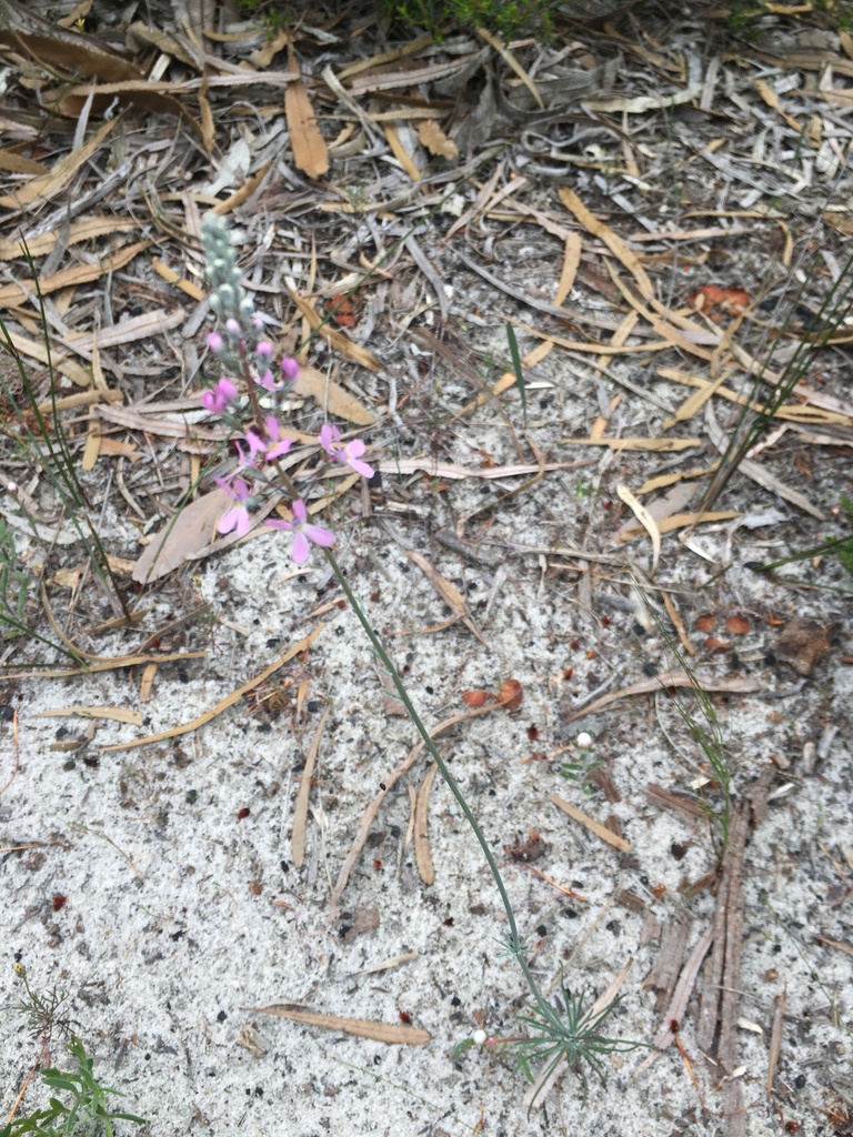 triggerplant family from Whiteman Park, Whiteman, WA, AU on October 12 ...