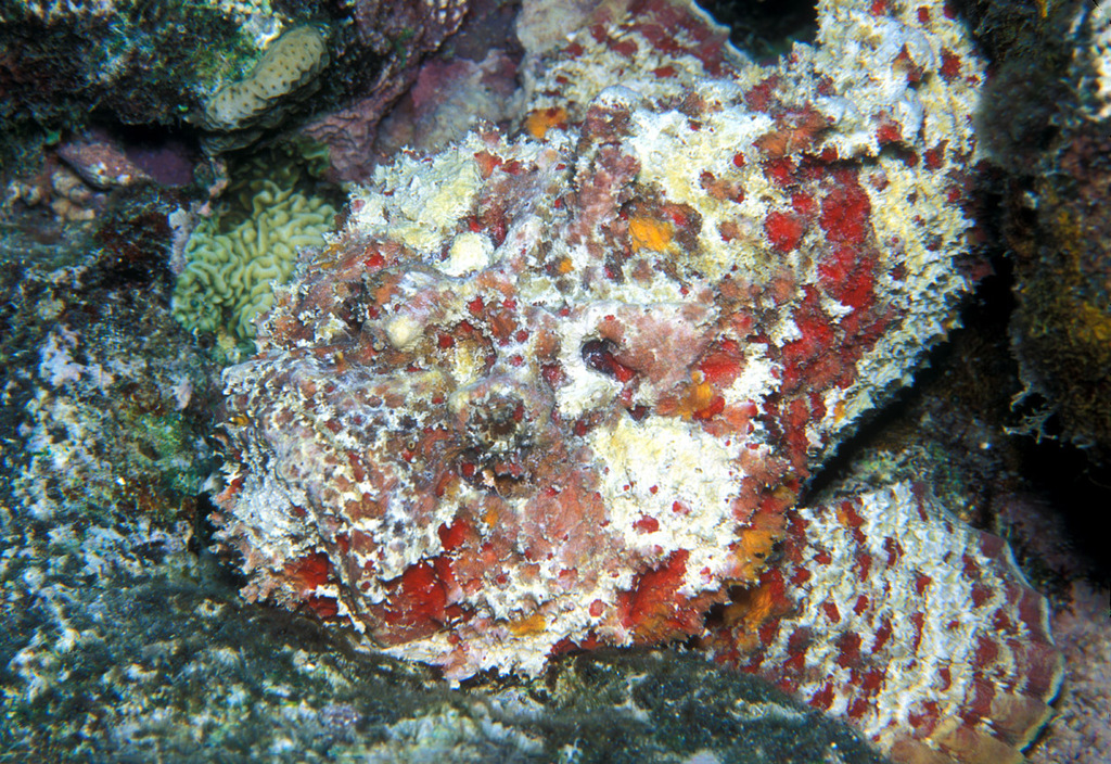 Reef Stonefish from Kwajalein Atoll, RMI on February 08, 2004 by uwkwaj ...