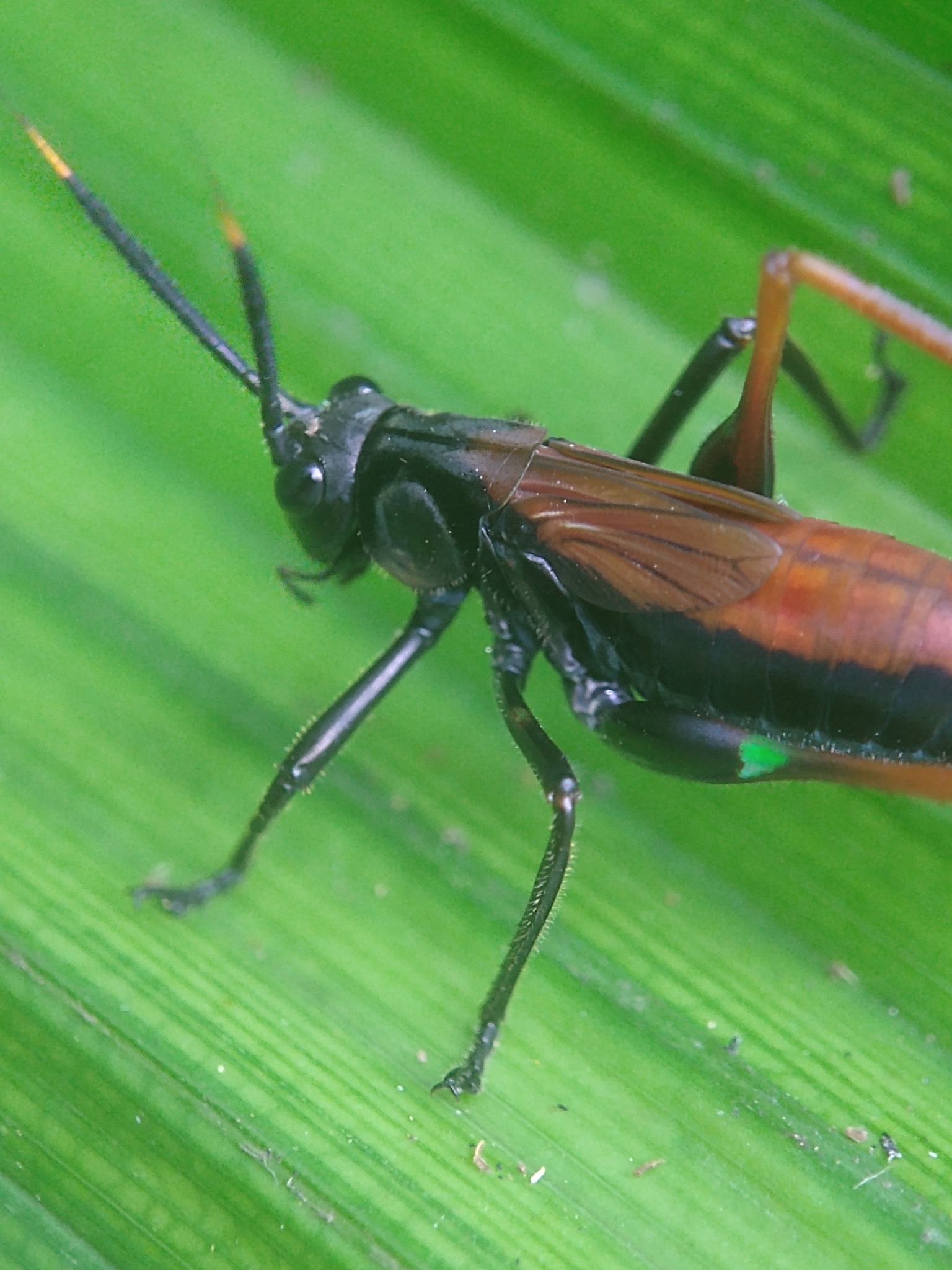Scaphura nigra (Thunberg, 1824)