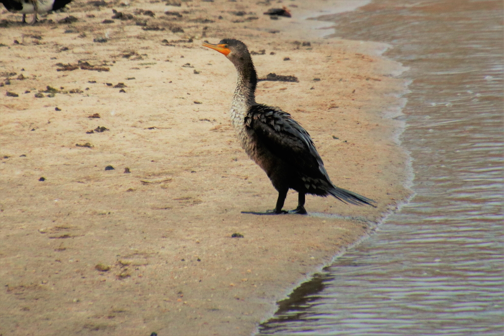 Double-crested Cormorant from Douglas County, CO, USA on January 26 ...