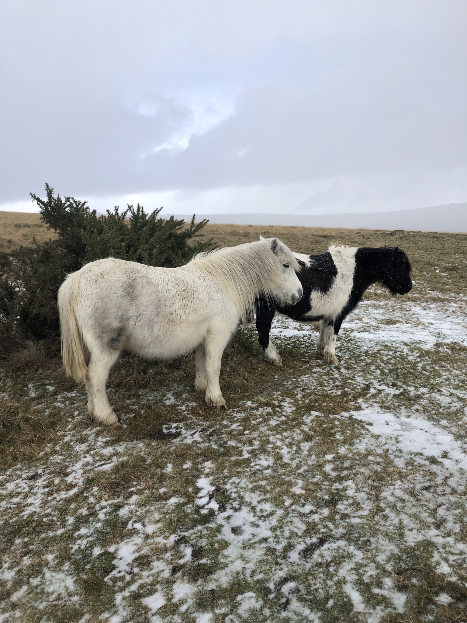 Equus caballus Linnaeus, 1758