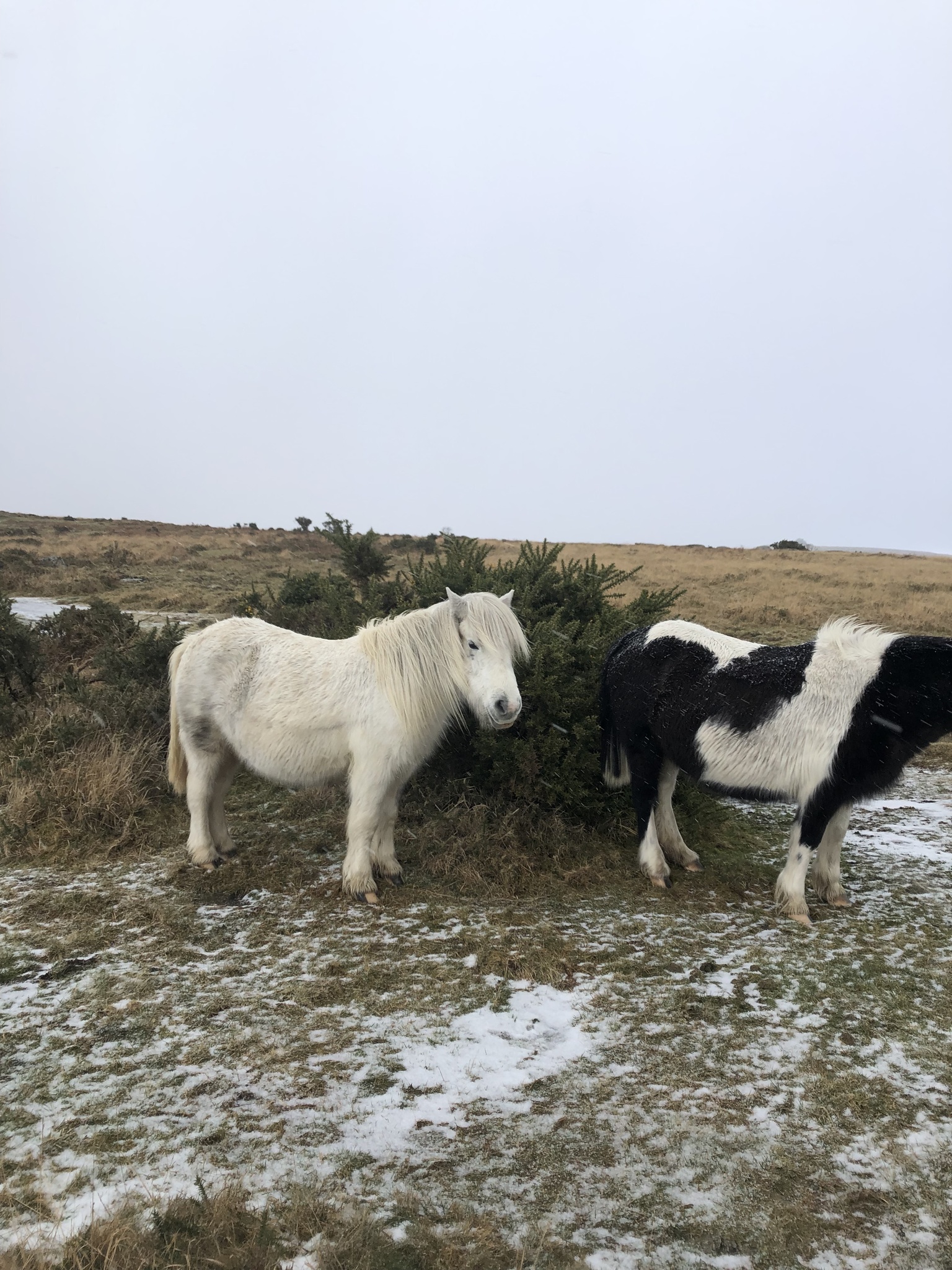 Equus caballus Linnaeus, 1758