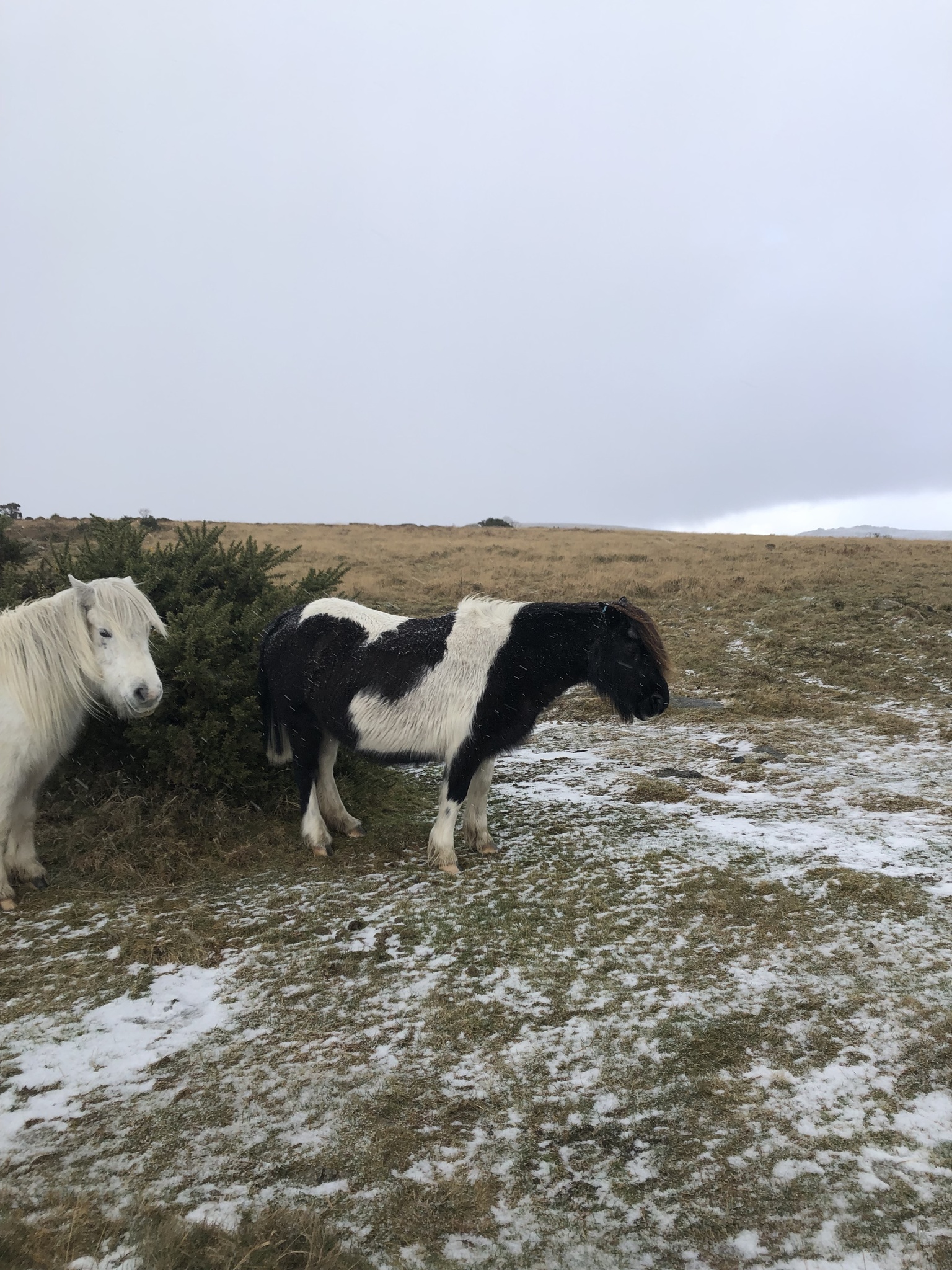 Equus caballus Linnaeus, 1758