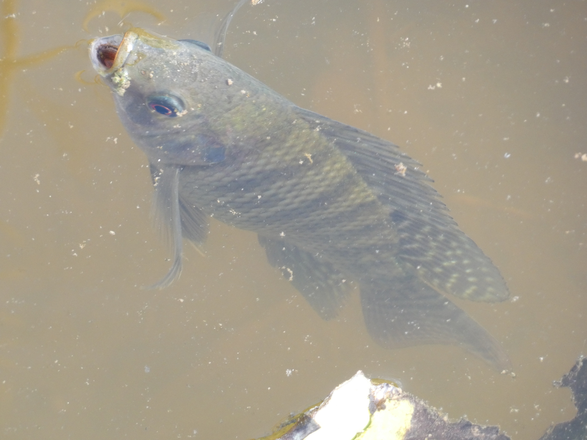 Oreochromis niloticus (Linnaeus, 1758)