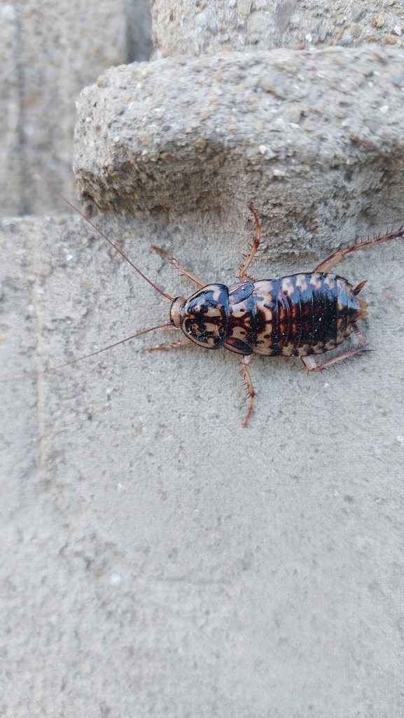 Harlequin Cockroach from 611台灣嘉義縣鹿草鄉竹山村 on January 27, 2023 at 03:45 PM ...