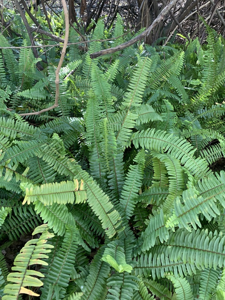 Fishbone Fern from Lake Conservation Park, Lutz, FL, US on January 27 ...
