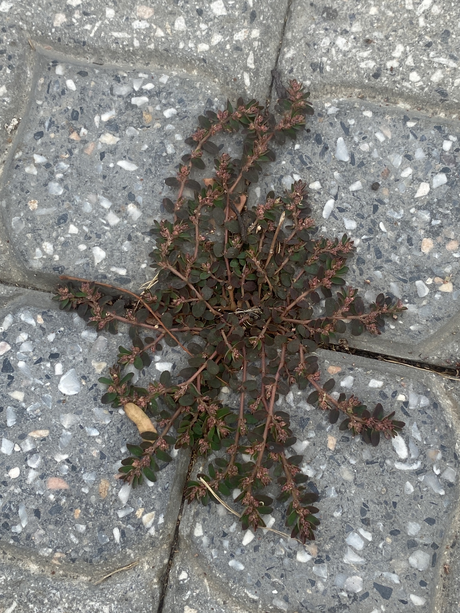 Euphorbia thymifolia L.