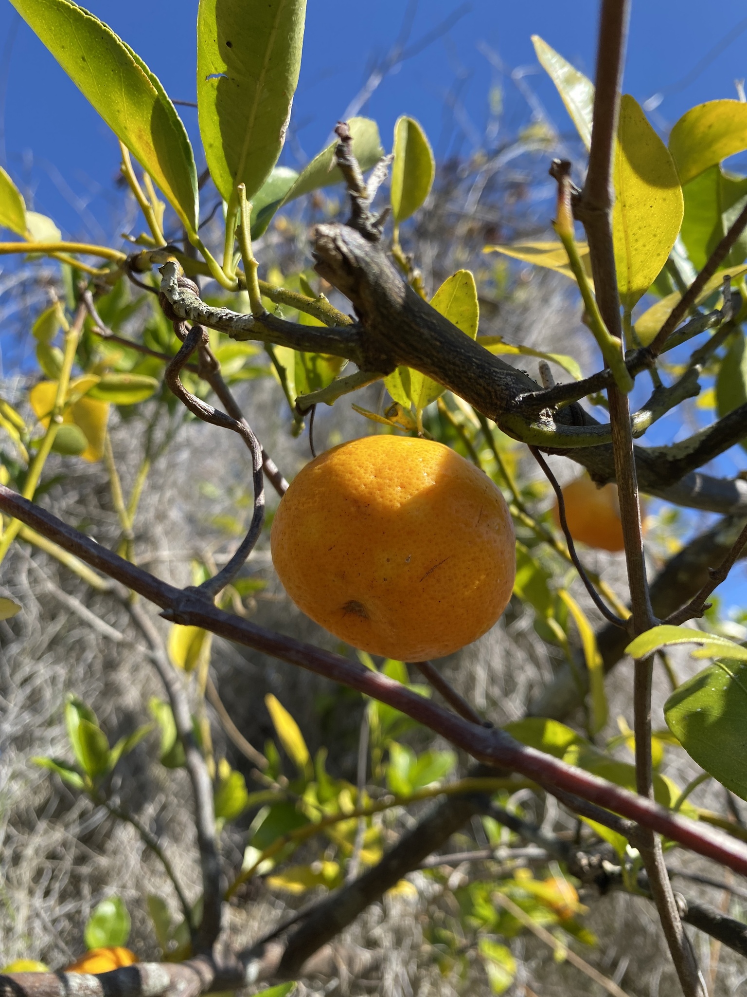 Citrus reticulata Blanco