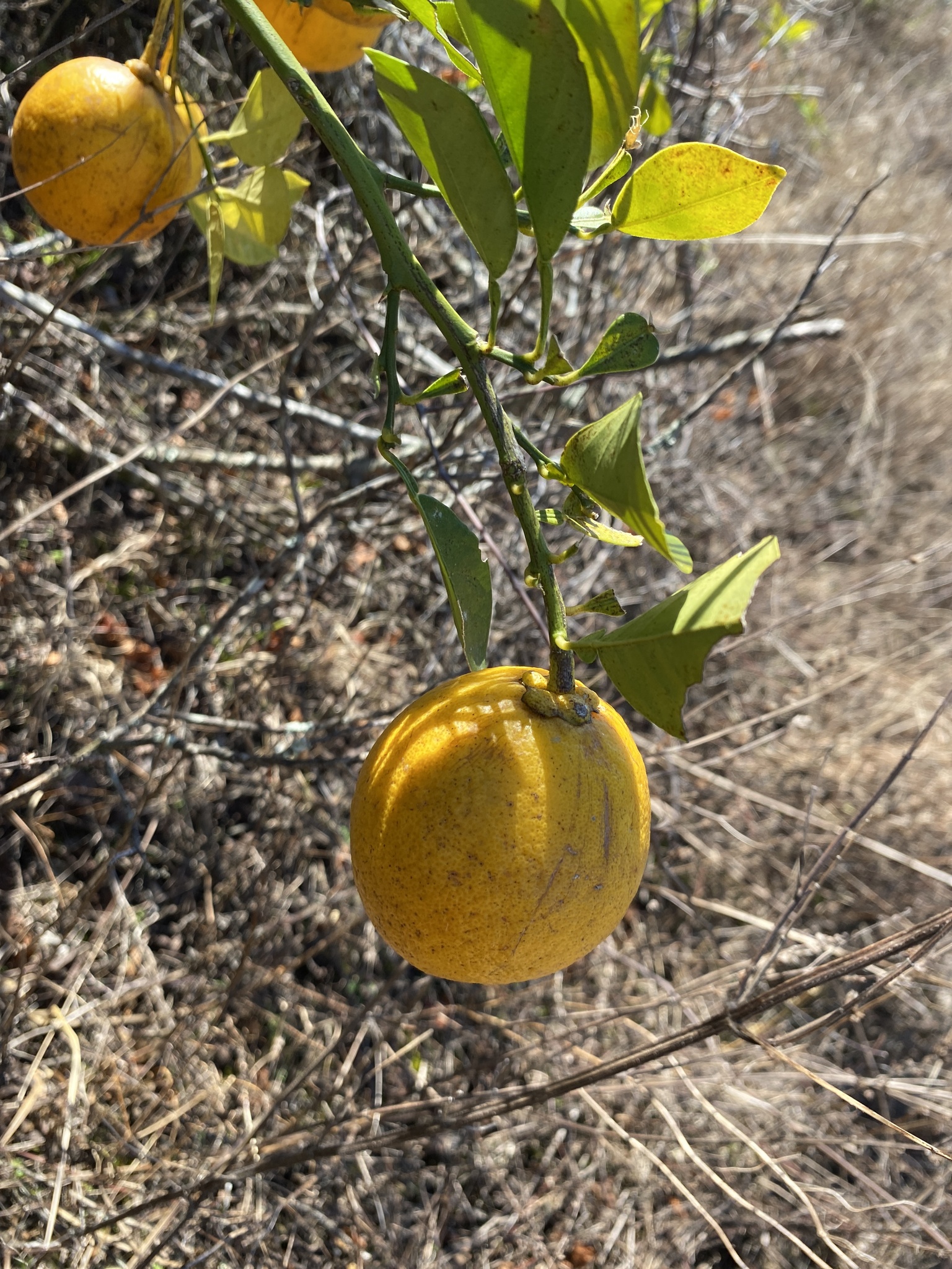 Citrus ×aurantium L.