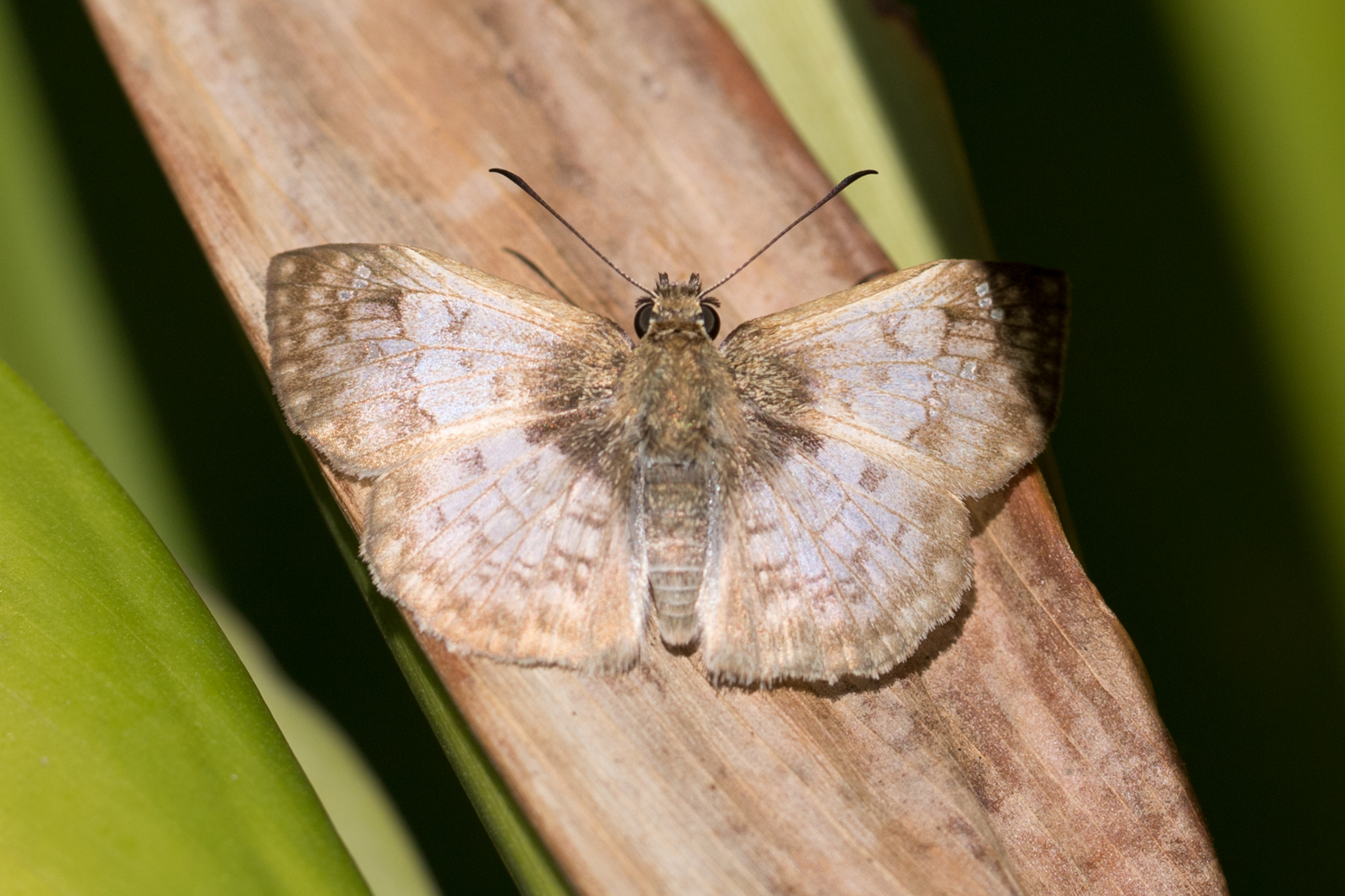 Carrhenes Godman & Salvin, 1895