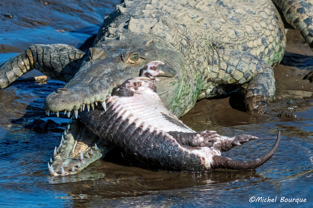 Northern Naked-tailed Armadillo from Rio Tarcoles, Puntarenas Province ...