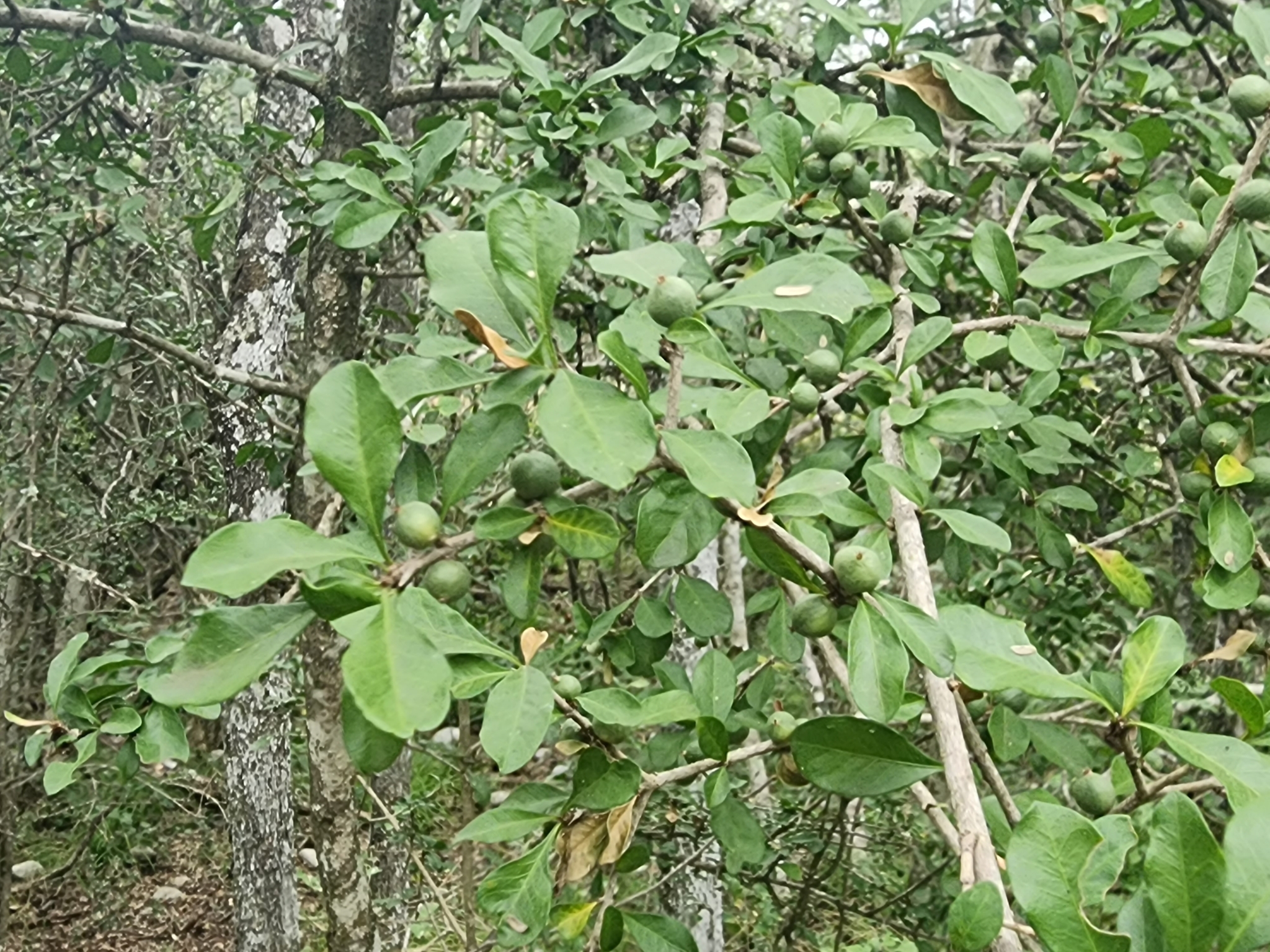 Randia obcordata S.Watson