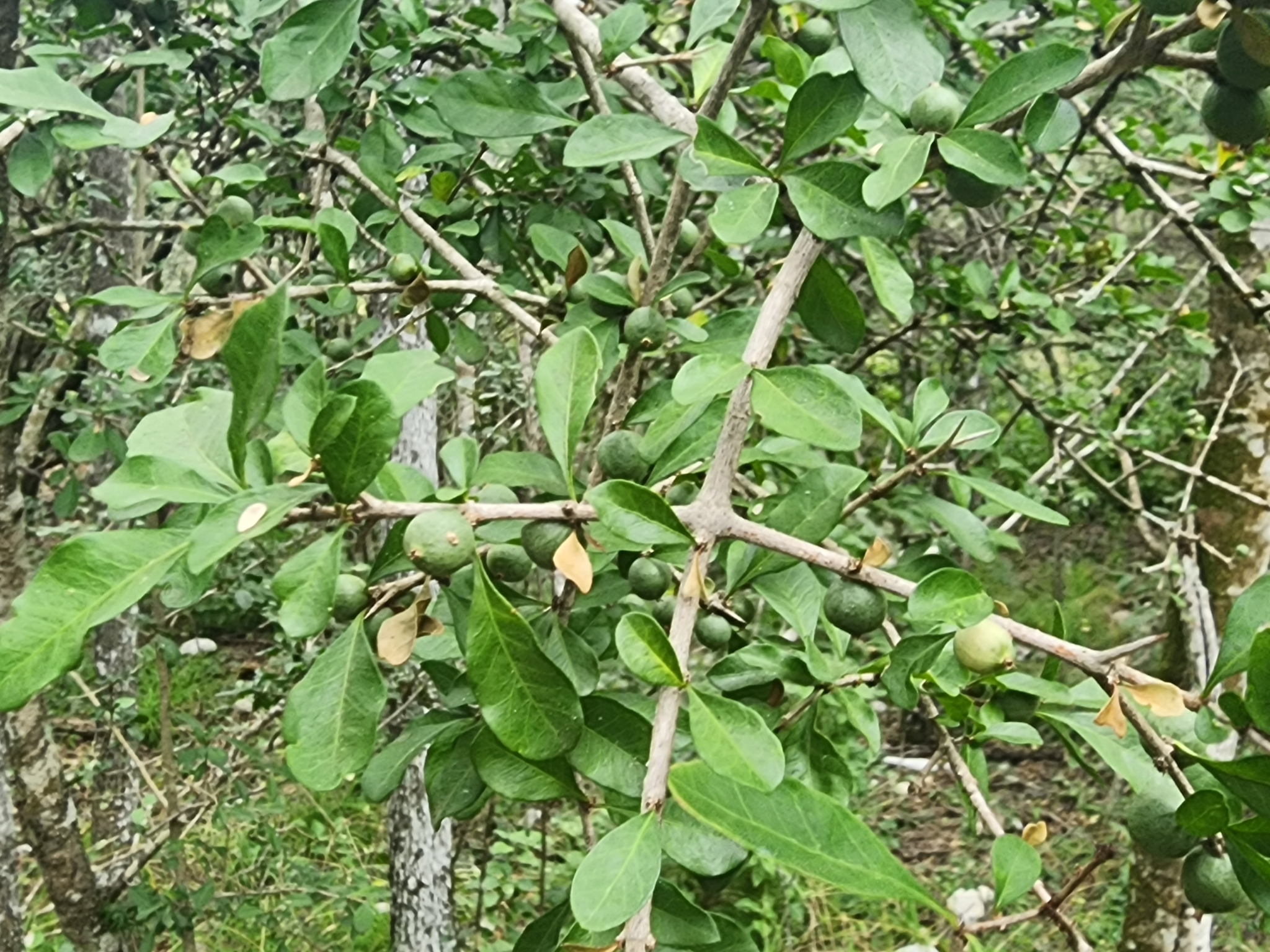 Randia obcordata S.Watson