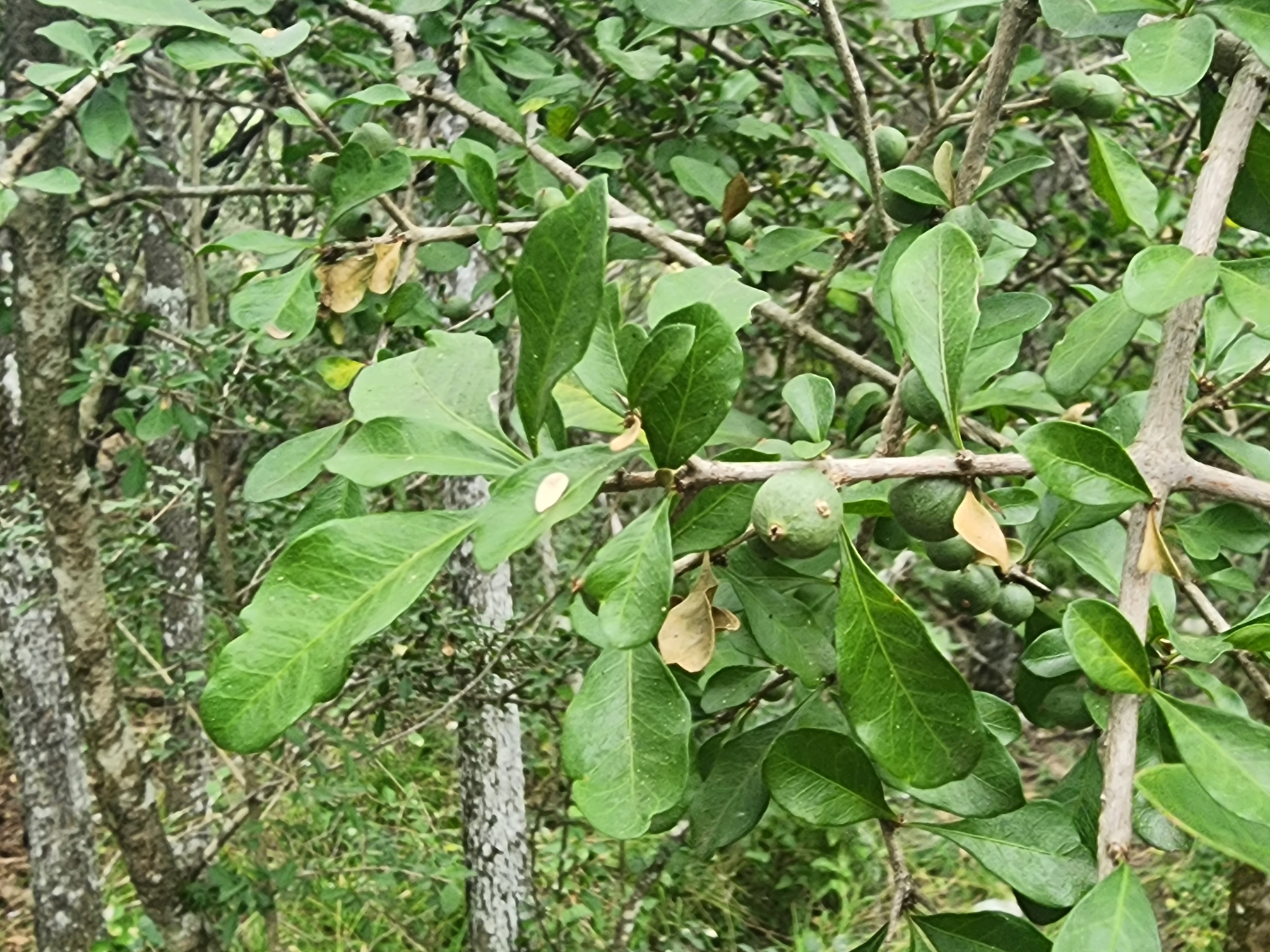 Randia obcordata S.Watson