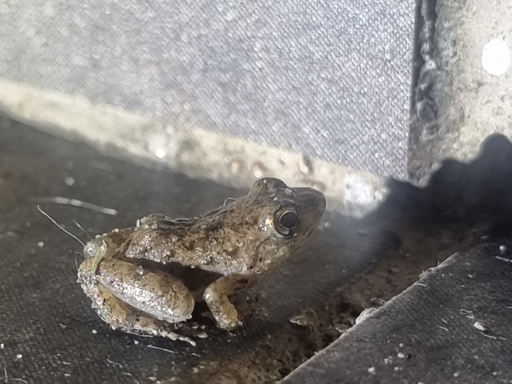 Puddle Frogs from St Lucia, 3936, South Africa on January 27, 2023 at ...