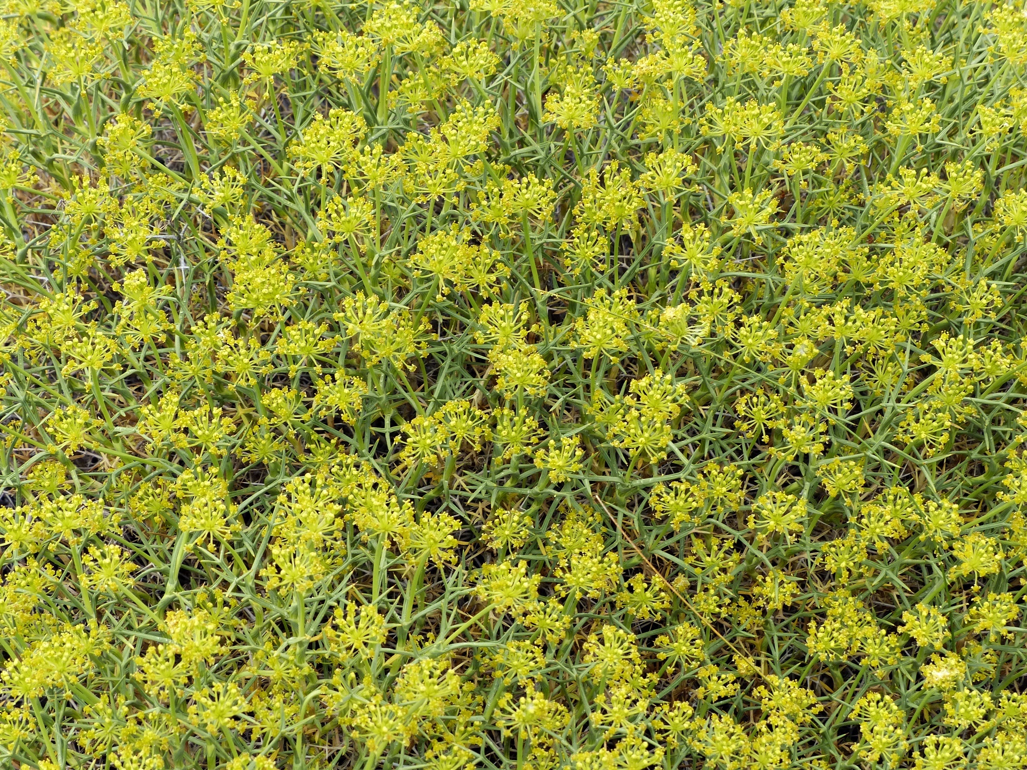 Azorella prolifera (Cav.) G.M.Plunkett & A.N.Nicolas