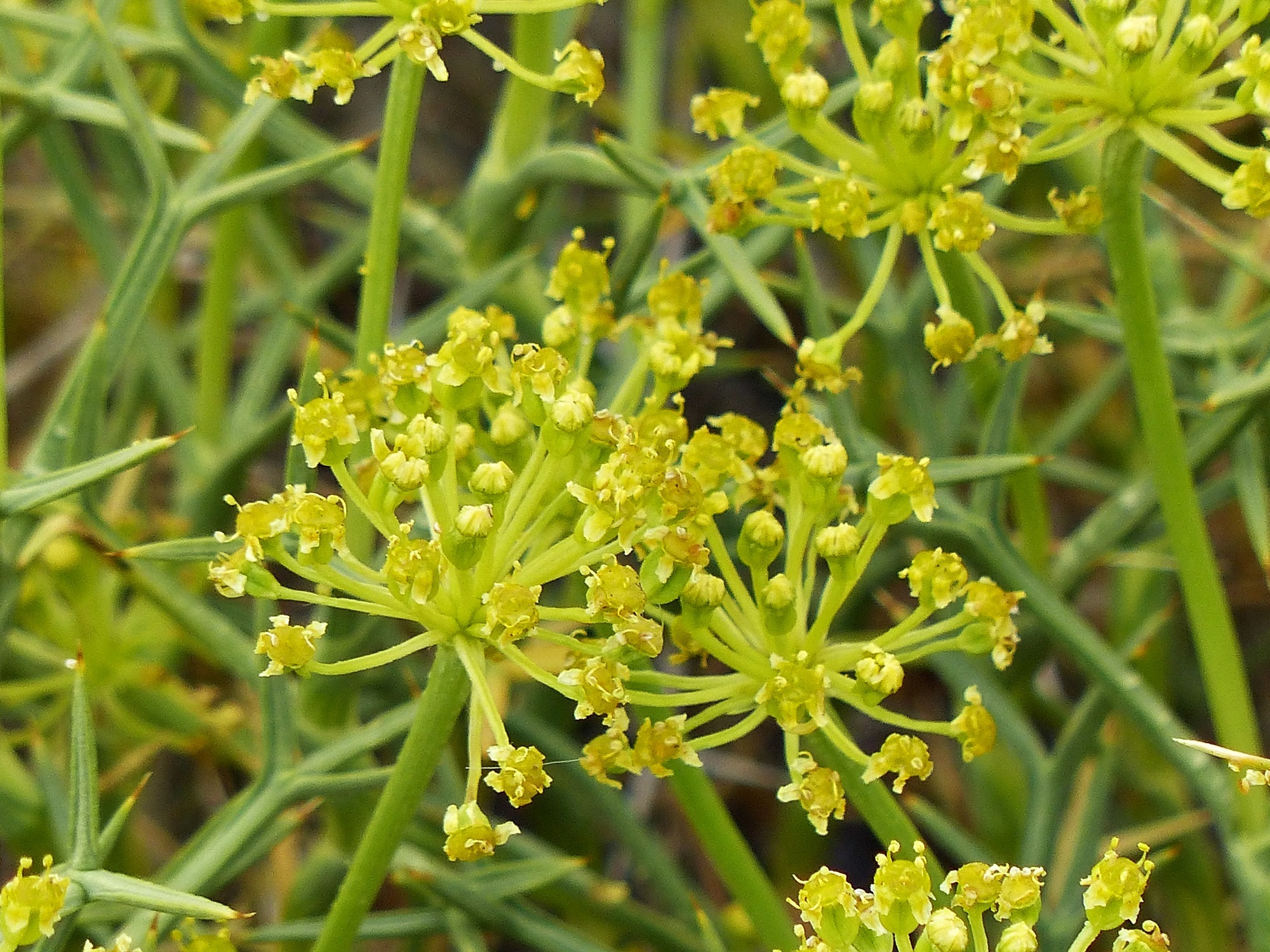 Azorella prolifera (Cav.) G.M.Plunkett & A.N.Nicolas