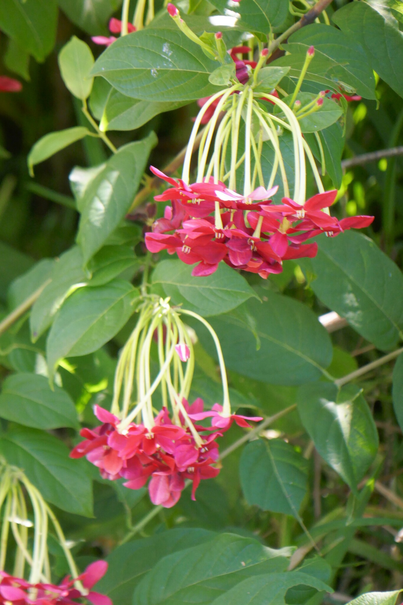 Combretum indicum (L.) Jongkind