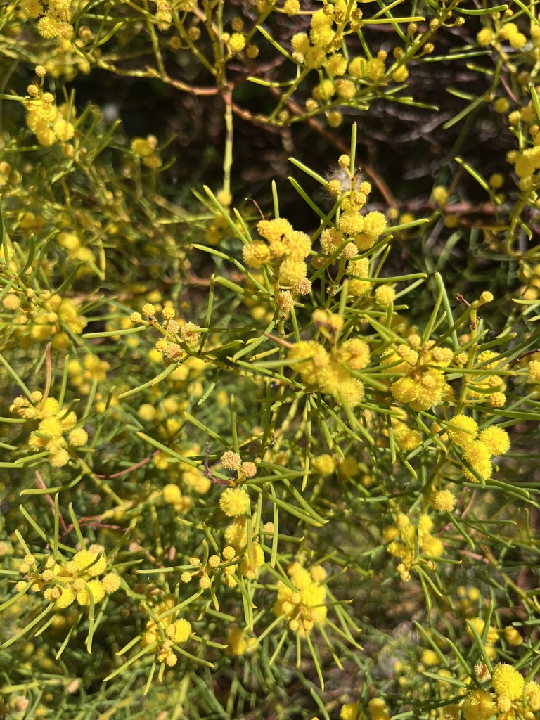 wattles from Yorke Peninsula - South, AU-SA, AU on January 26, 2023 at ...