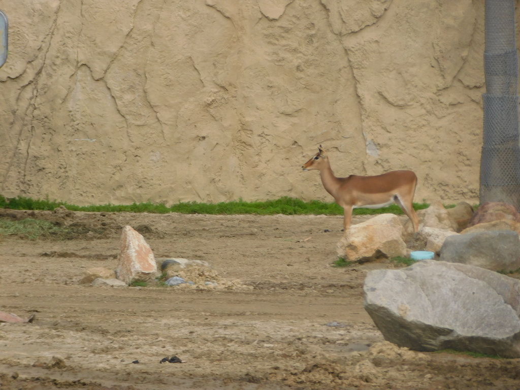 Impala from San Diego Zoo Safari Park, San Diego, CA, US on January 9 ...