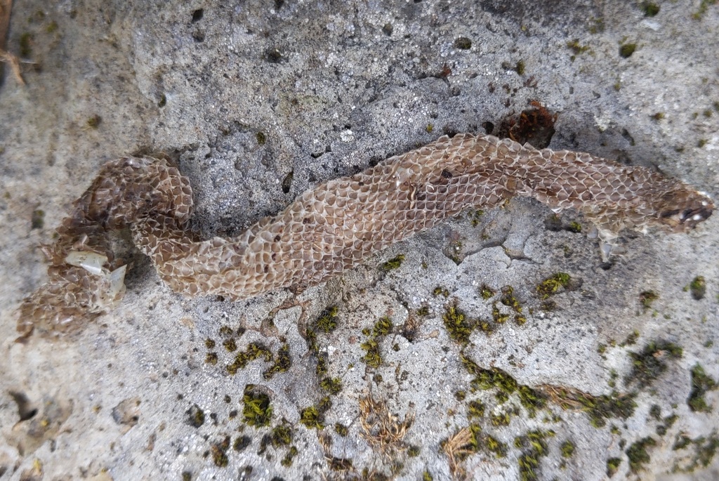 Pacific Gopher Snake in May 2022 by Jonathan Hakim. The poor quality of ...