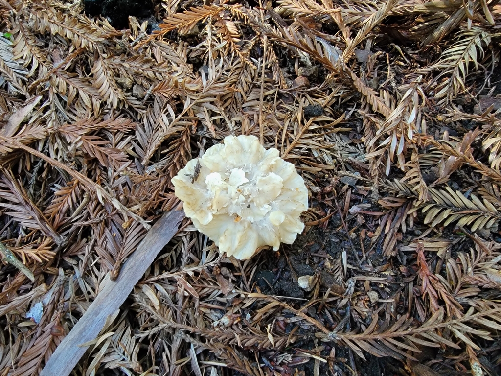 Cotylidia diaphana from Felton, CA, USA on January 27, 2023 at 10:12 AM ...