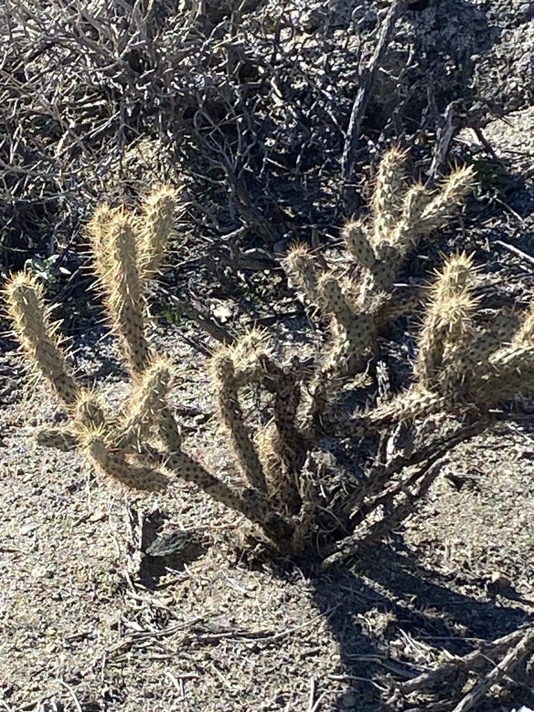 Gander's cholla from Santa Rosa and San Jacinto Mountains National ...