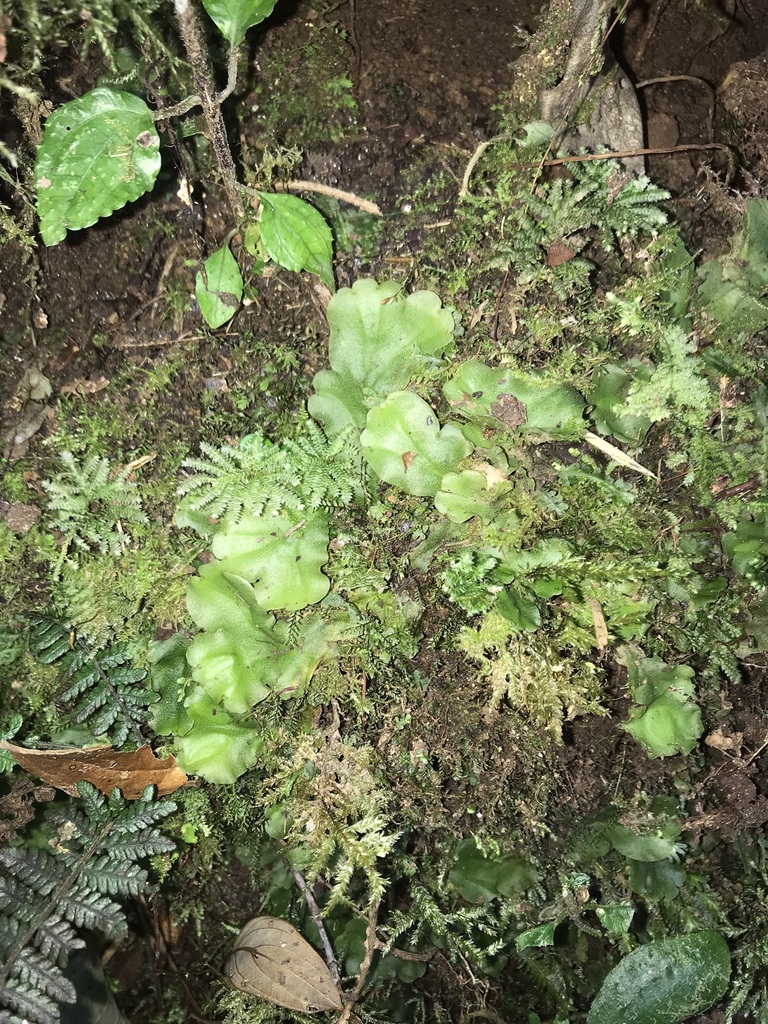 Monoclea gottschei from San José Province, Costa Rica on January 16 ...