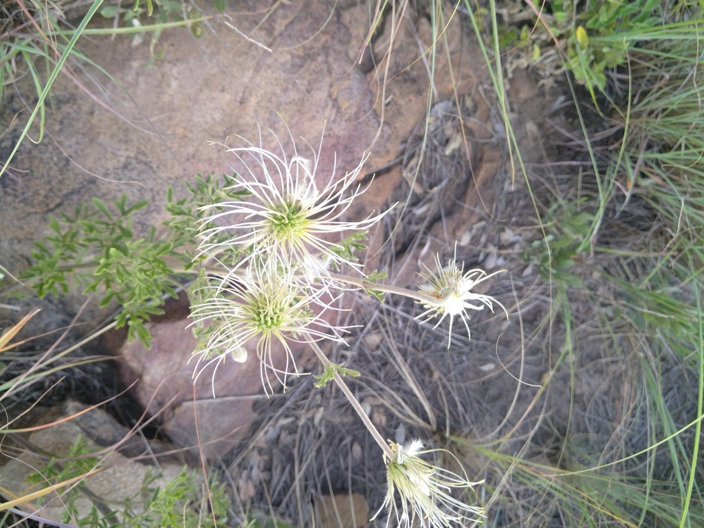 Traveller's joy from Merafong City Local Municipality, South Africa on ...