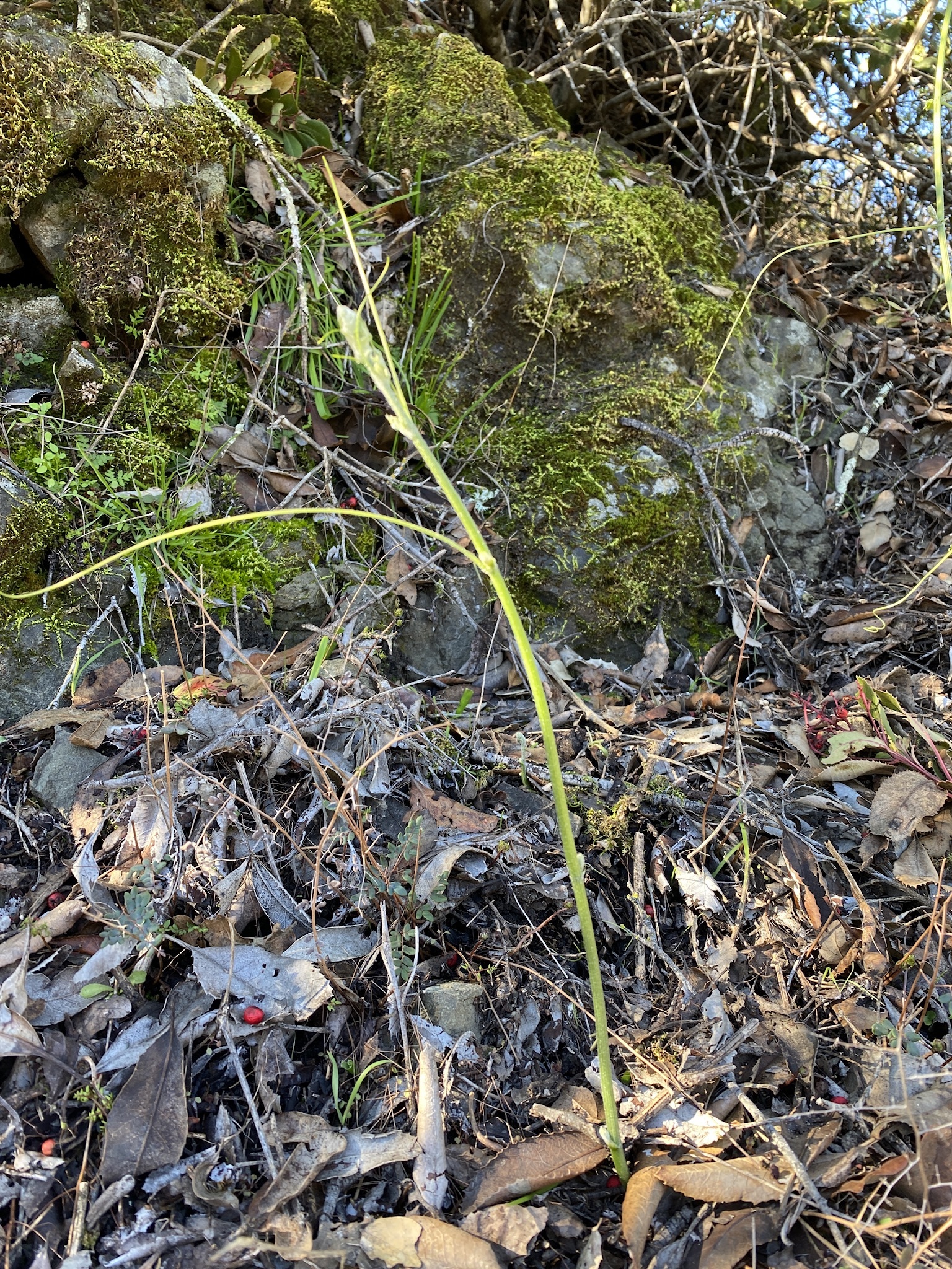 Marah fabacea (Naudin) Greene