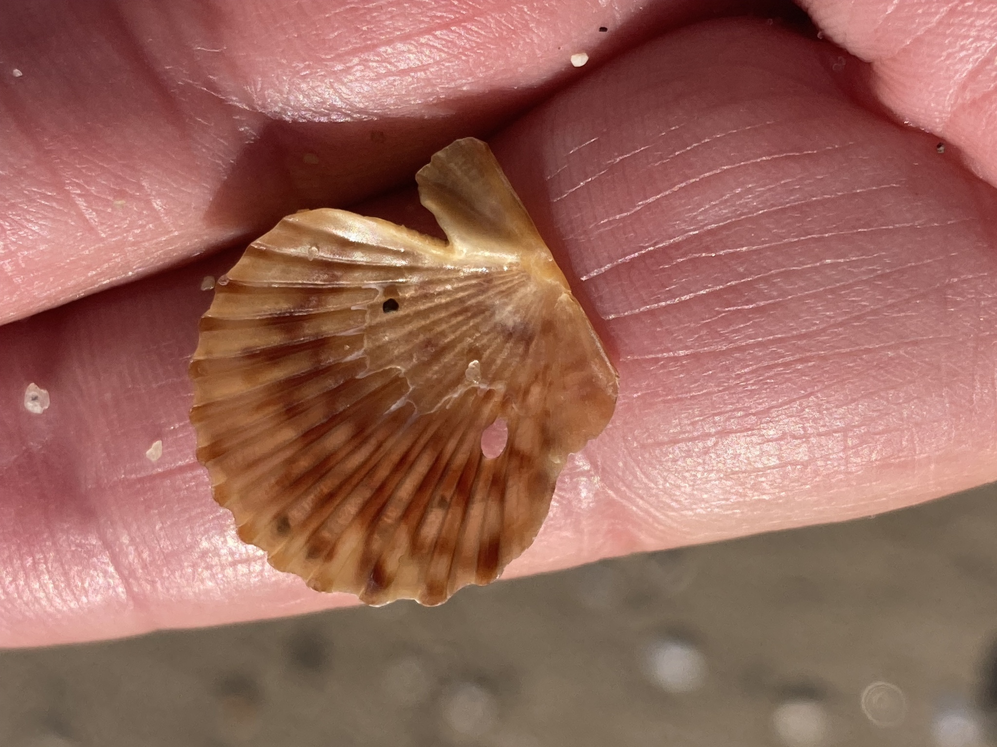 Leptopecten latiauratus (Conrad, 1837)