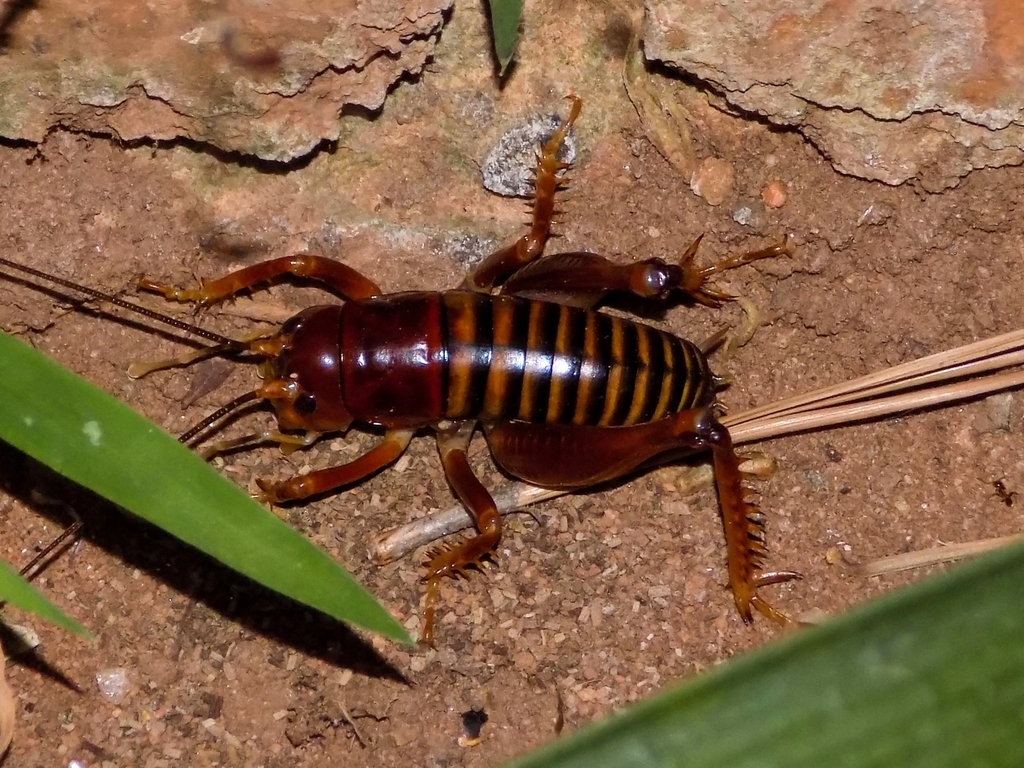 Parktown Prawn from Brummeria on January 27, 2023 by wickus_ · iNaturalist