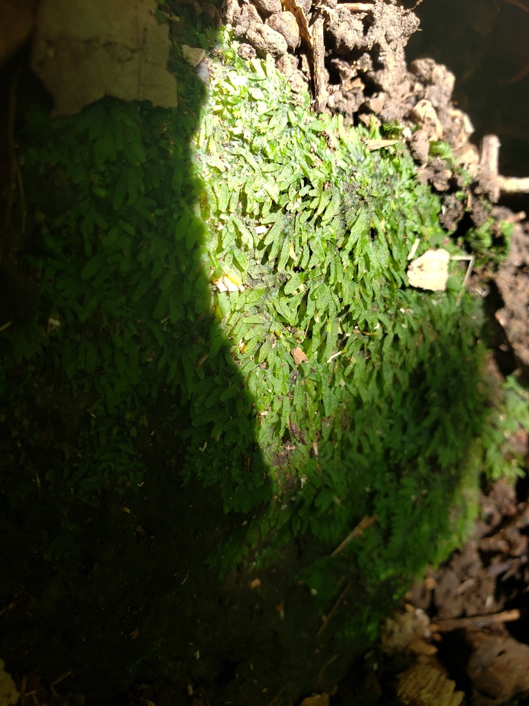 plants from Manoa, Honolulu, HI, USA on January 22, 2023 at 12:14 PM by ...