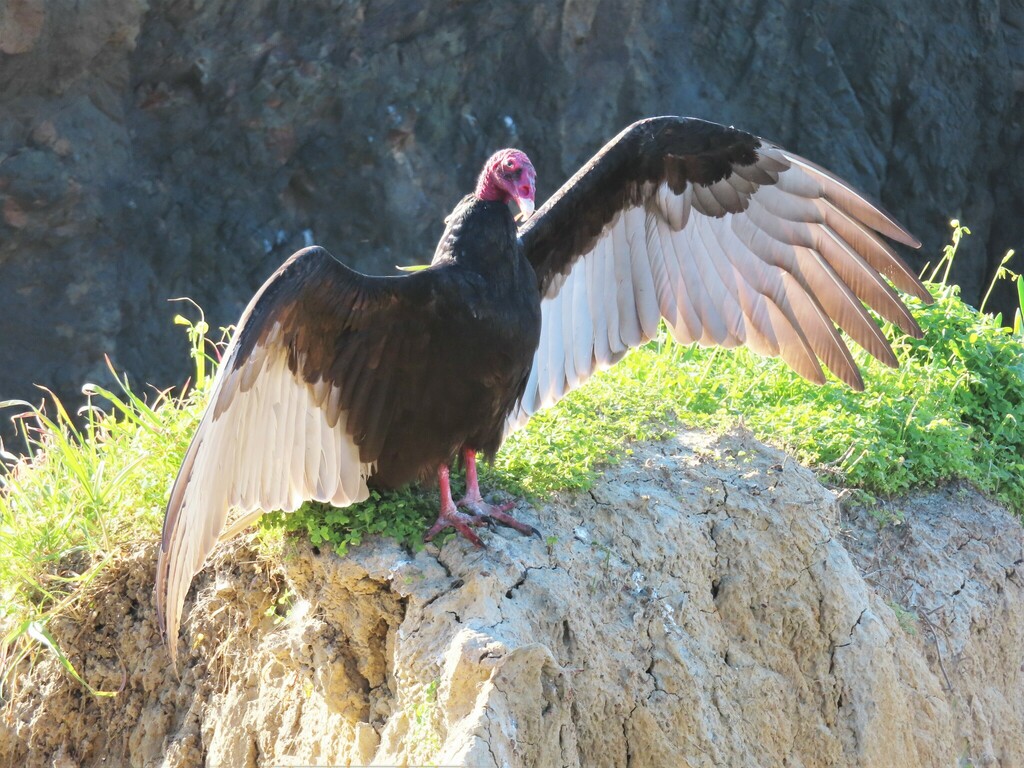 Turkey Vulture from San Simeon, CA 93452, USA on January 27, 2023 at 09 ...