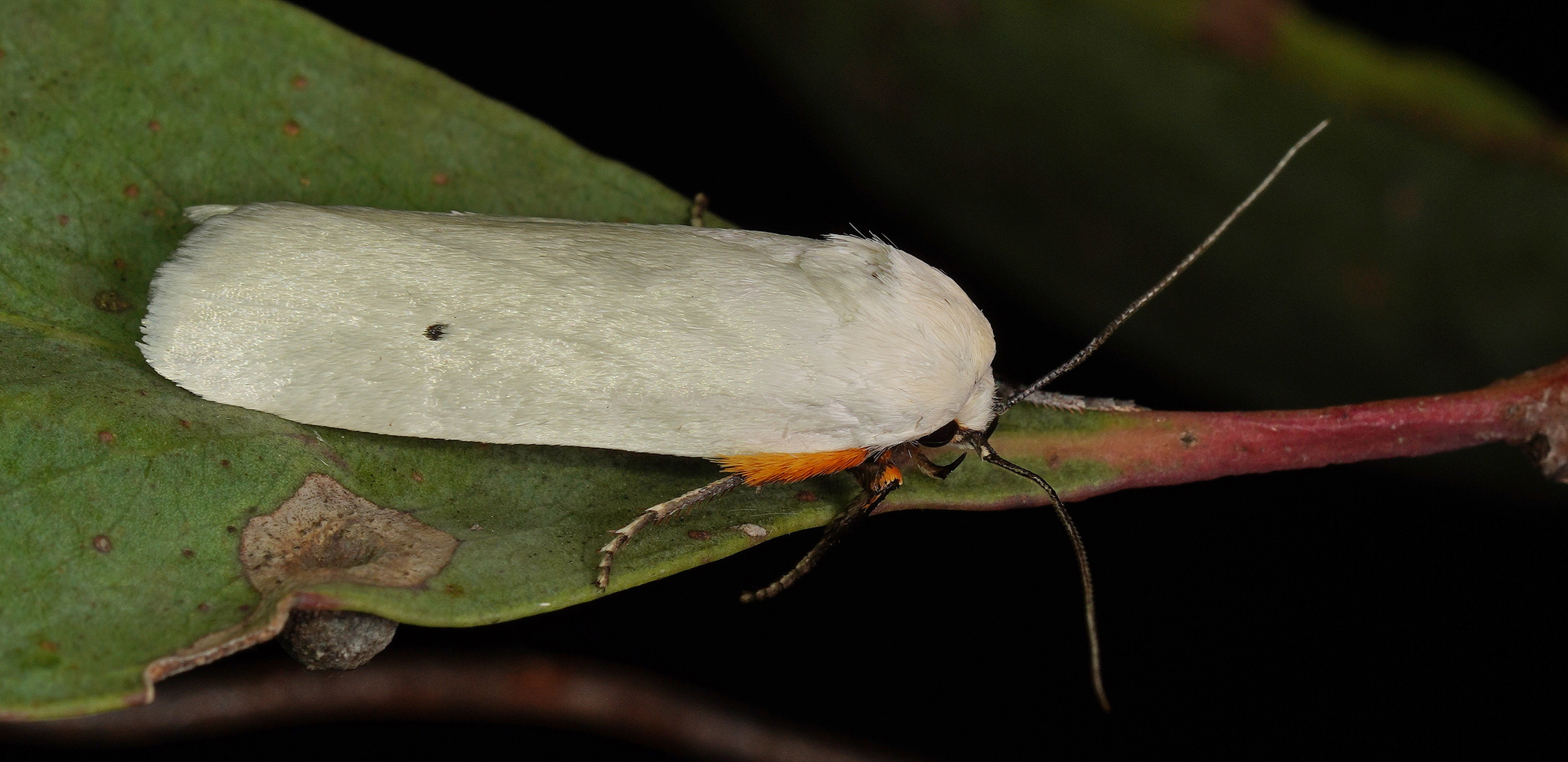 Maroga melanostigma (Wallengren, 1861)