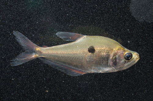 Charax gibbosus · iNaturalist Mexico