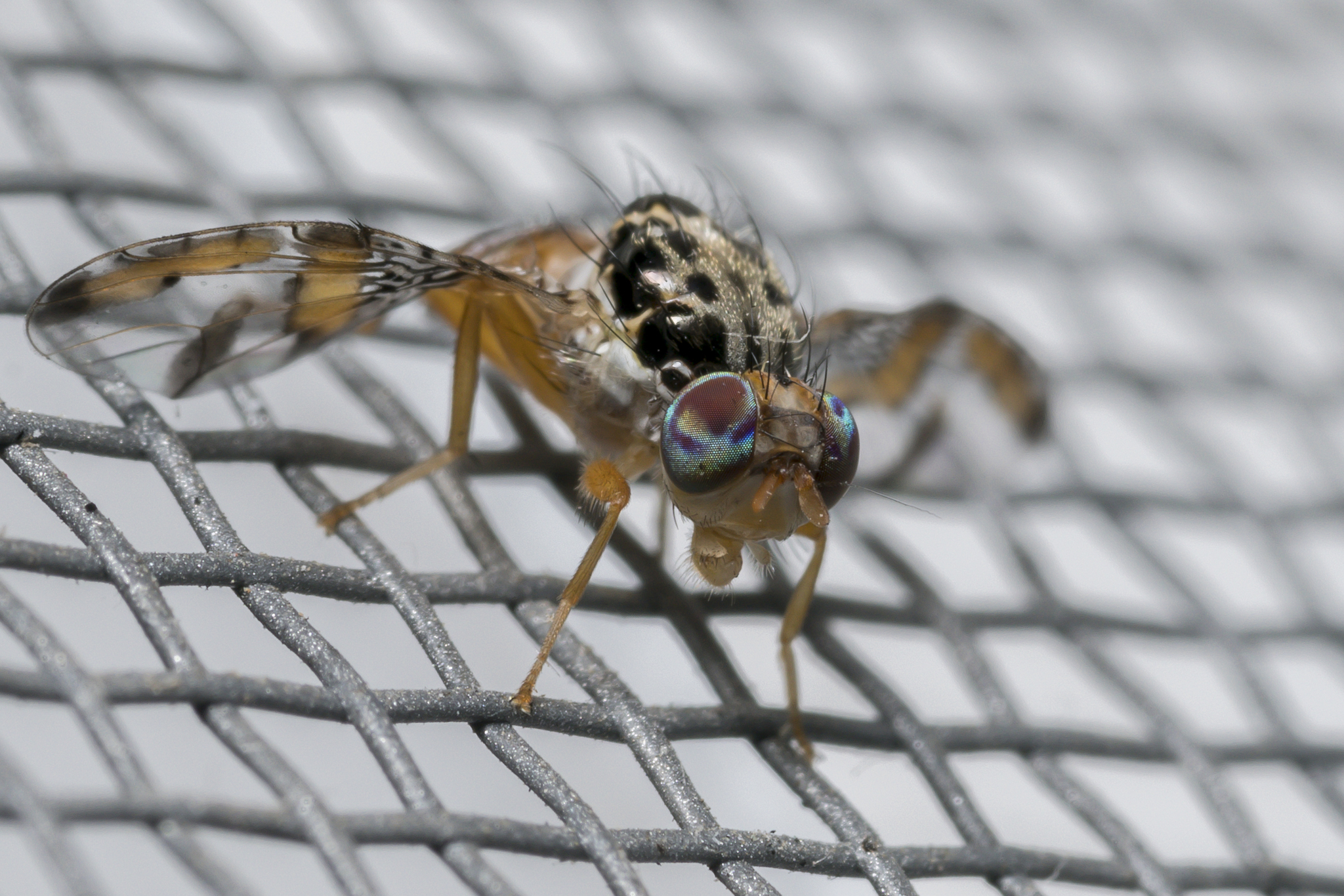 Ceratitis capitata (Wiedemann, 1824)