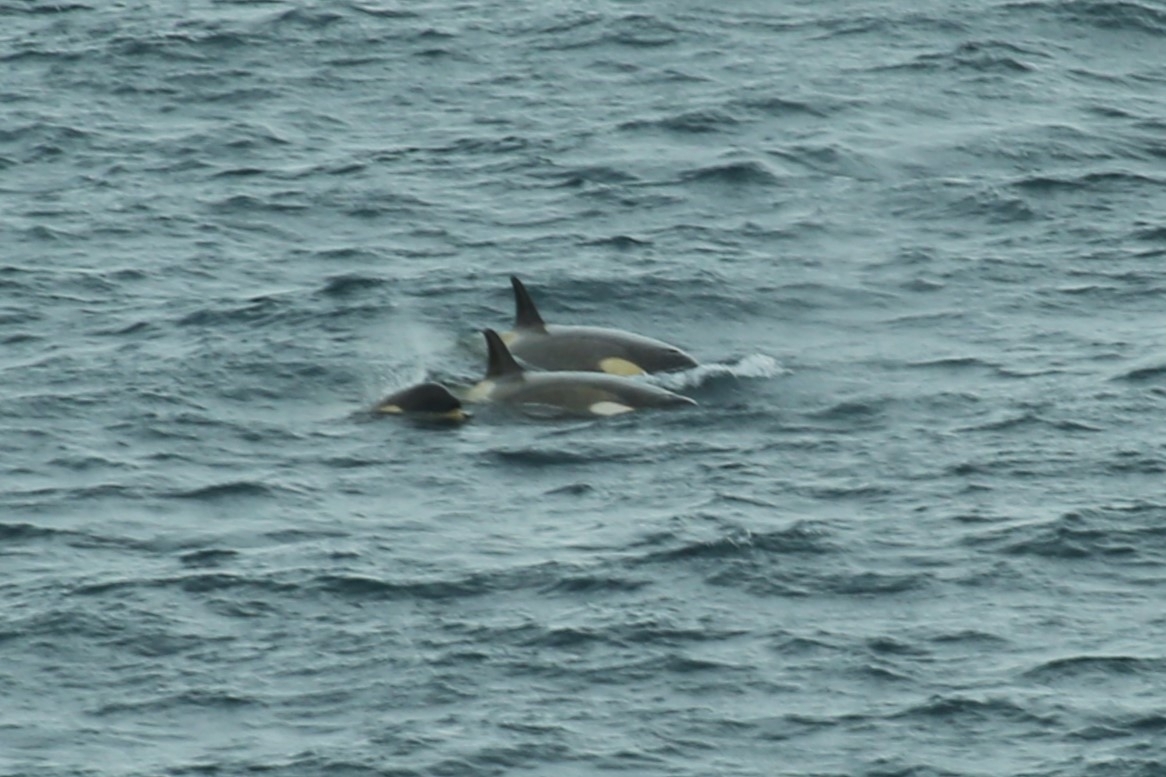 Orcinus orca (Linnaeus, 1758)