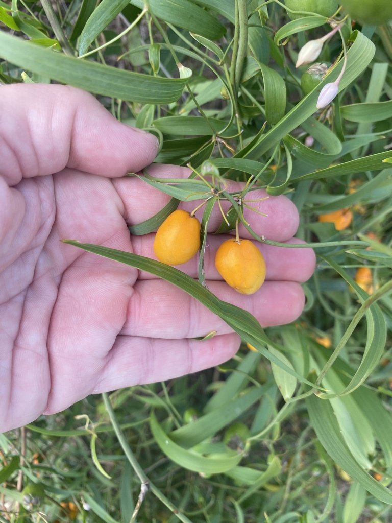 Wombat Berry from Glass House Woodford Rd, Beerburrum, QLD, AU on ...