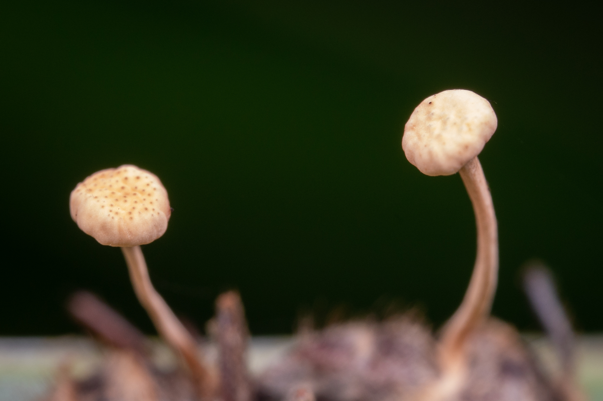 Ophiocordycipitaceae