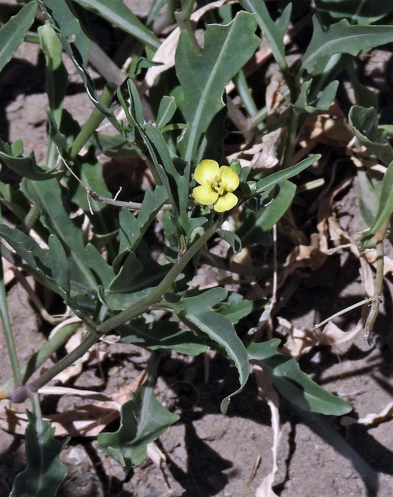 Diplotaxis tenuifolia (L.) DC.