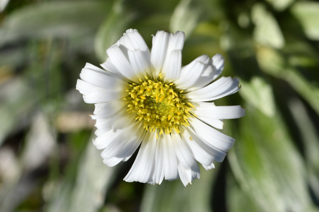 Sticky Mountain Daisy from Selwyn District, Canterbury, New Zealand on ...