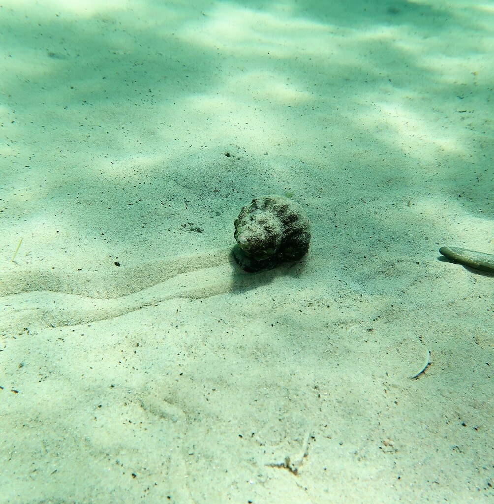 Australian Horse Conch from Second Valley SA 5204, Australia on January ...