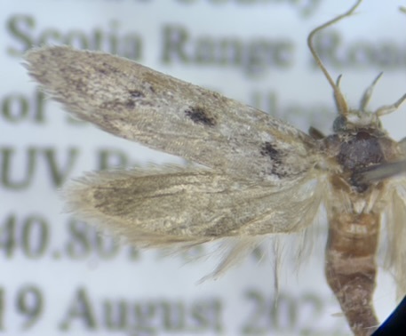 Blastobasid Moths from Scotia Pond Trail, Port Matilda, PA 16870, USA ...