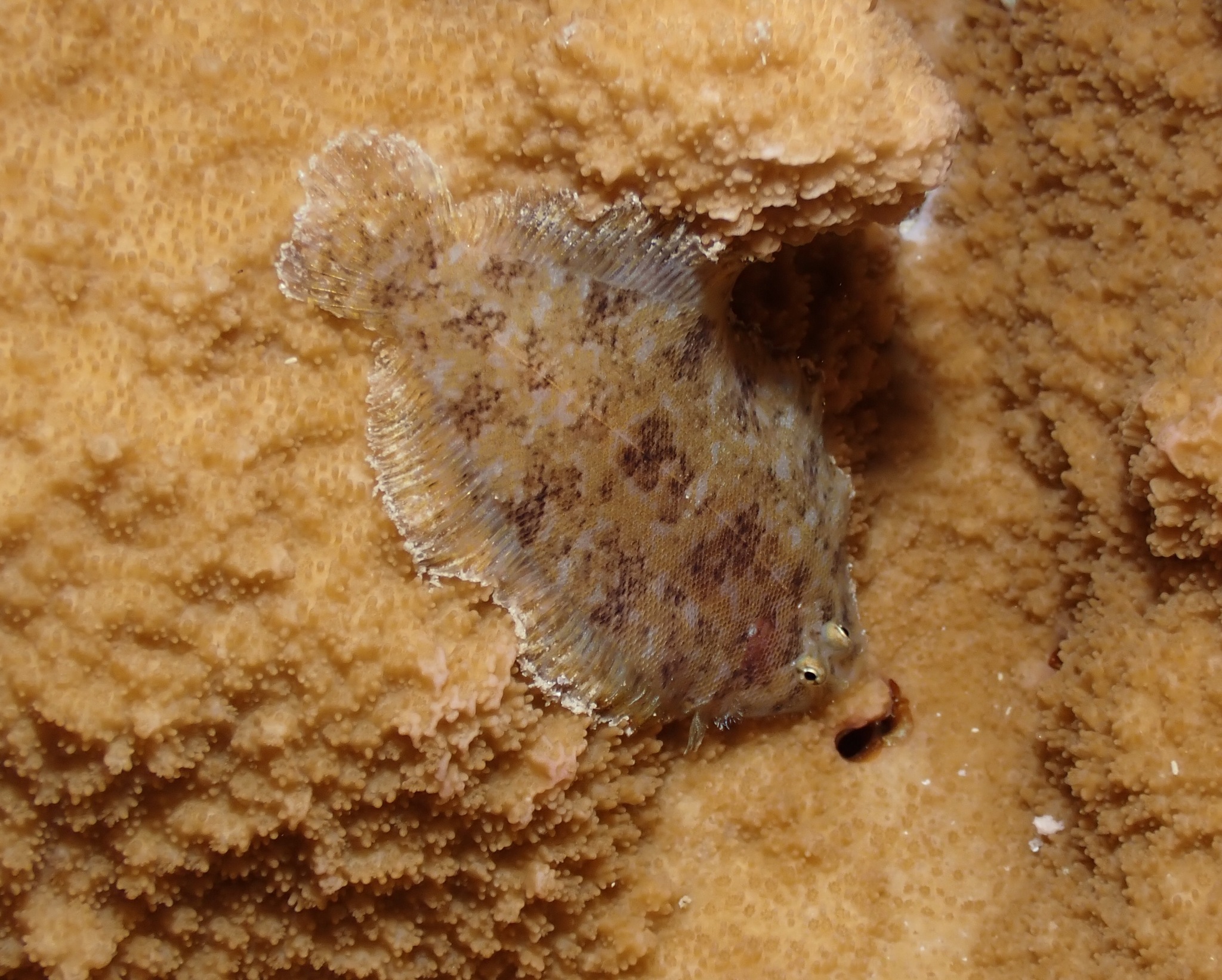 Aseraggodes Kaup, 1858